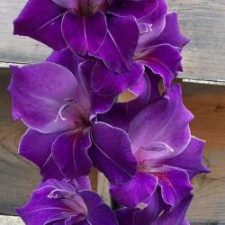 Gladiolus Violetta