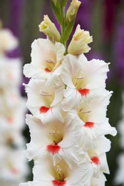 Gladiolus Lowland Queen