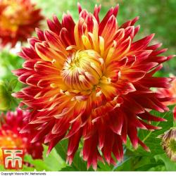 Dalija Decorative Akita