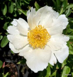 Božur-Paeonia Lactiflora Krinkled White