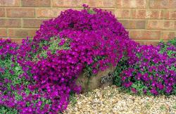 Aubretia Red Carpet - aubrecija