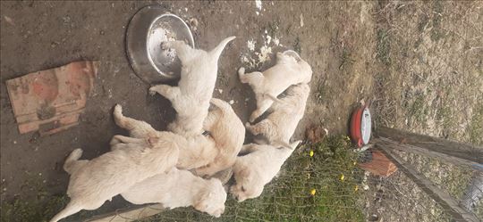 Labrador retriver, štenci