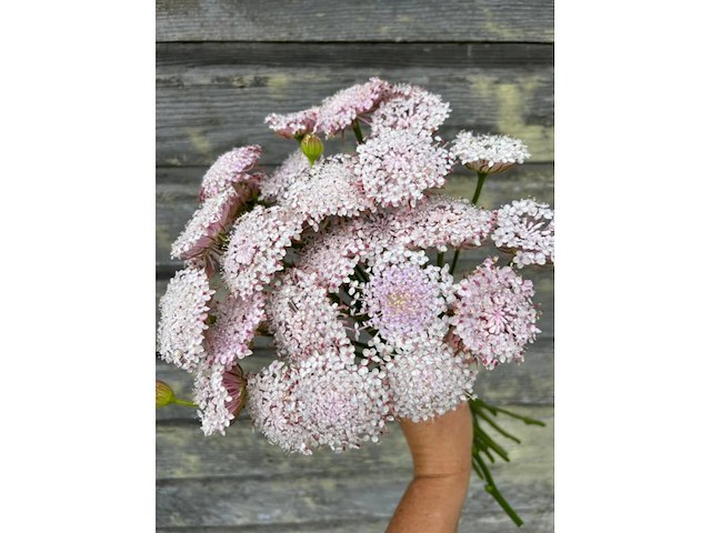 Čipkani cvet `Lacy Pink` Trachymene coerulea  50 semena