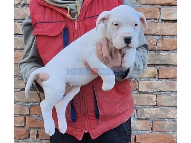 Dogo Argentino stenci