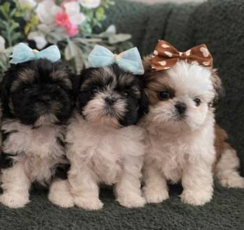 Prelepi Shih Tzu štenci iz registrovane fci/kss odgajivačnice ❲ 350 eur ❳
