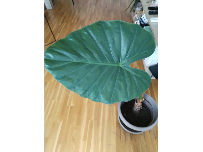 Adam Alocasia