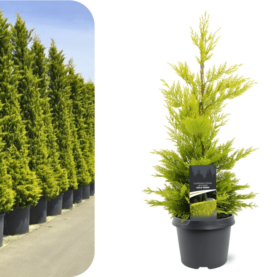 Cupressocyparis Leylandii - Gold Rider 100cm