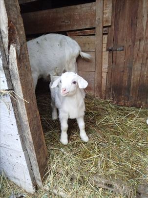 Jarici Jarcic na prodaju unikat