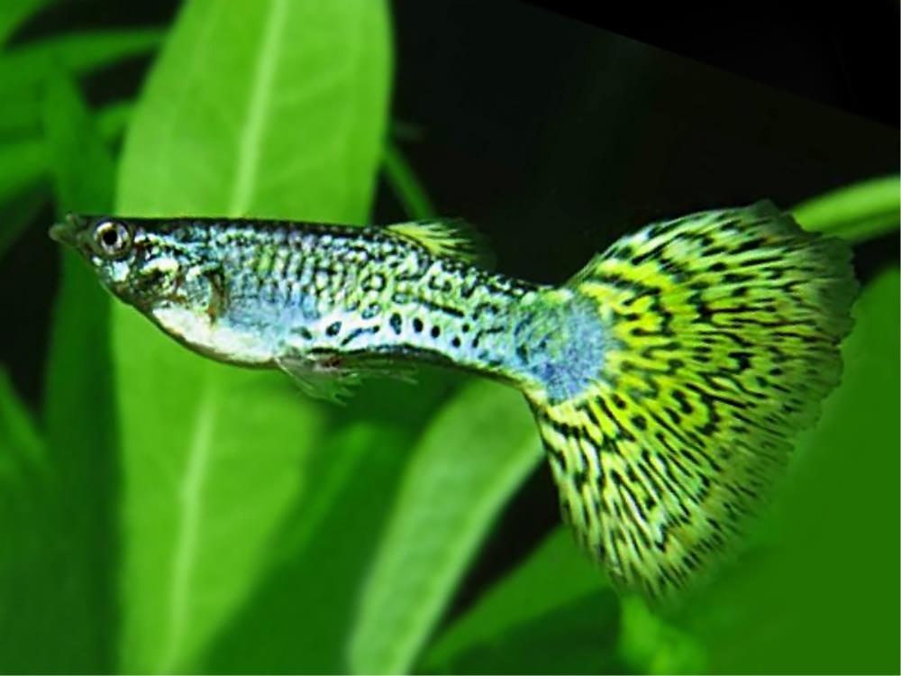 GUPPY GREEN COBRA (POECILIA RETICULATA)