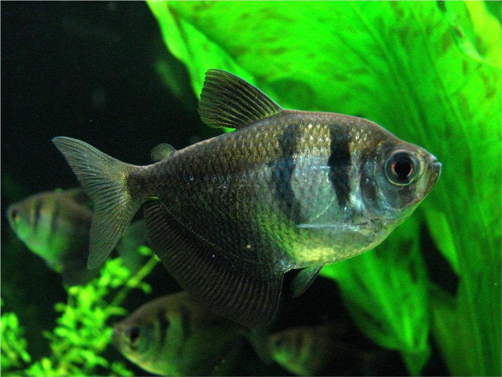 TETRA CRNA (GYMNOCARYMBUS TEMETZI)