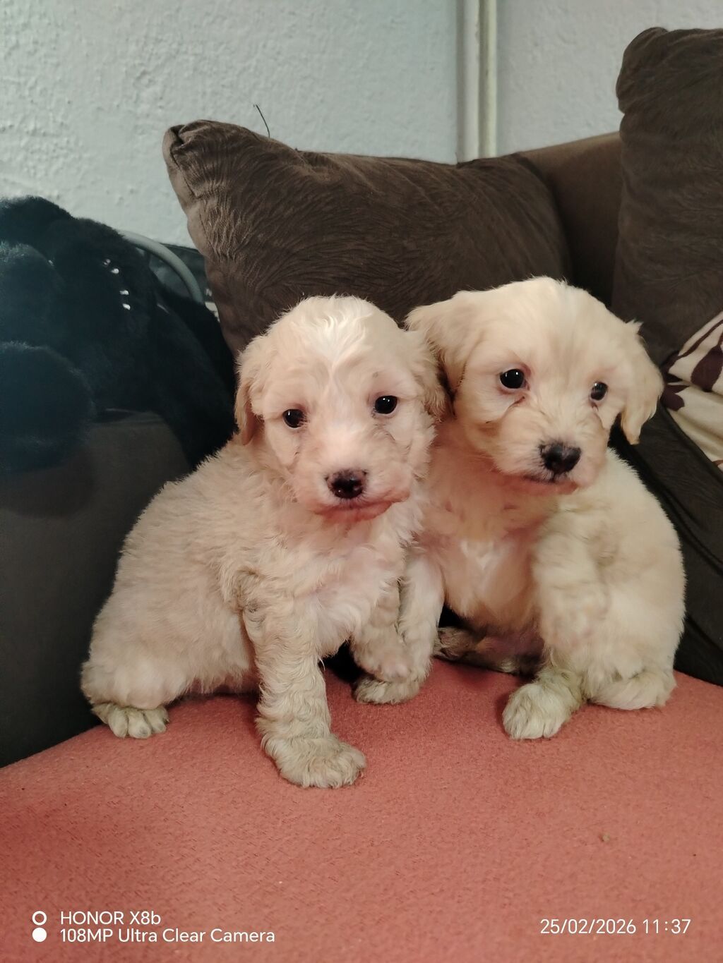 Štenci malog rasta – krem bele boje, bucmasti i kovrdžavog krzna. Dva