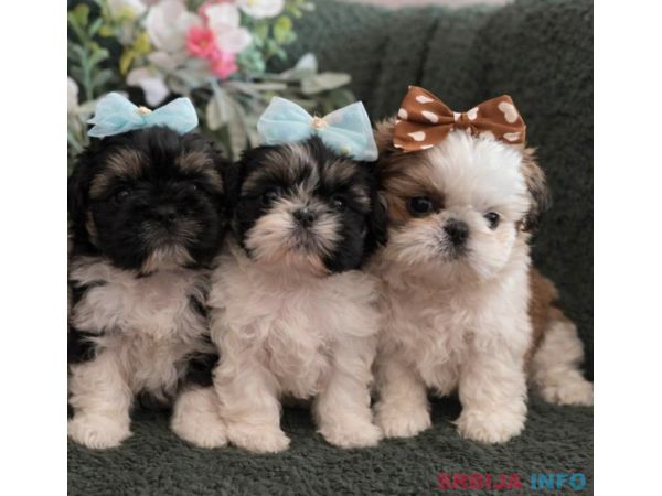 Prelepi Shih Tzu štenci