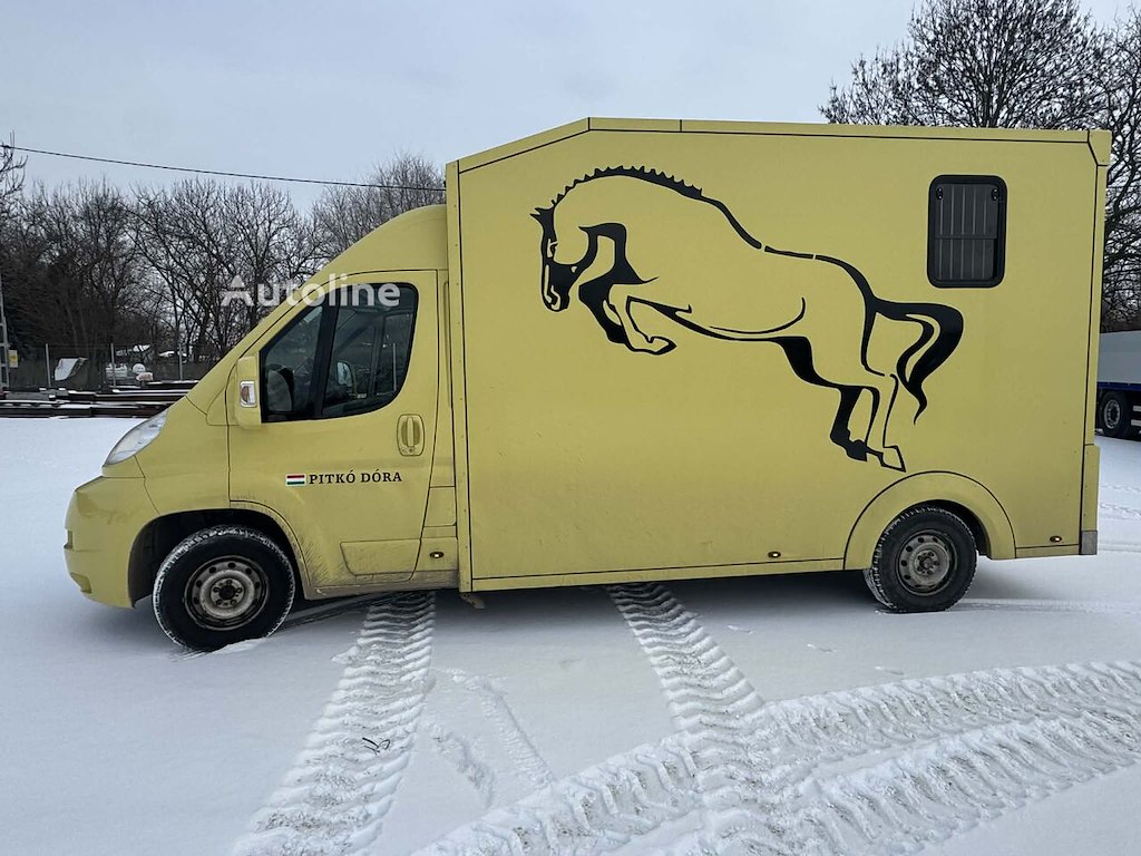 Fiat Ducato kamion za prevoz konja