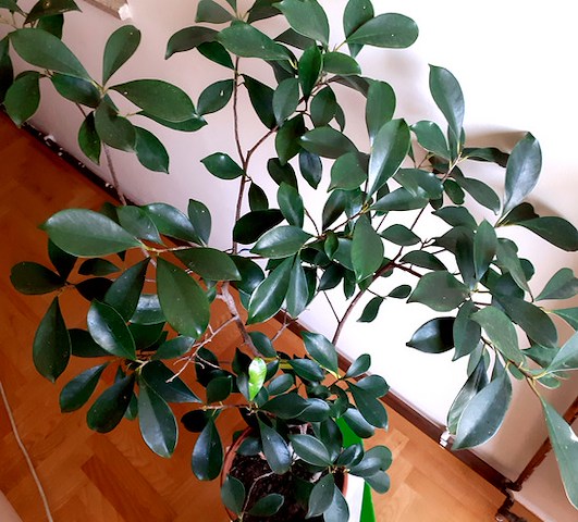 Lep poklon, ficus ginseng (microscarpa), 100 cm