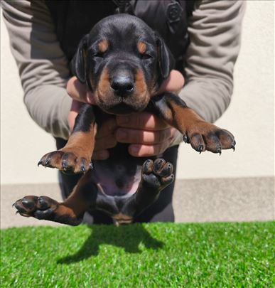 Doberman štenci