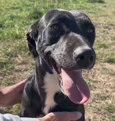 Dve preslatke mlade kuce