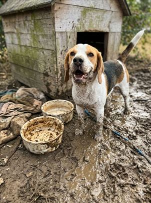 Tužna sudbina našeg Bigla