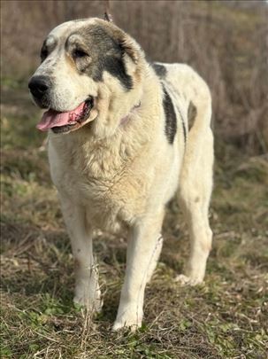 Srednjeazijski ovčar, odrastao Pas, najnežniji dži
