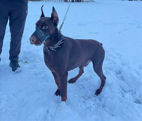 Doberman , odrastao pas