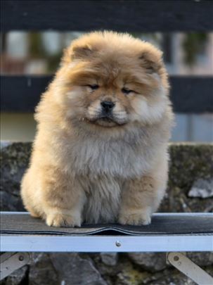 Chow chow - cau cau zenka