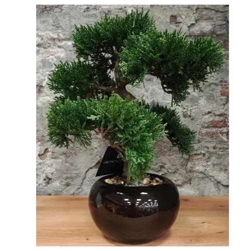 Atmosphera bonsai u saksiji 35x32x34 cm crna 116179