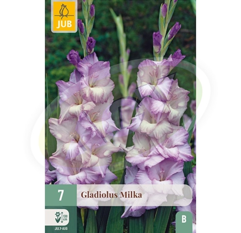 LUKOVICE GLADIOLE