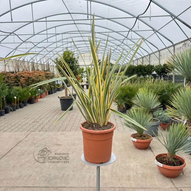 Phormium tenax variegata