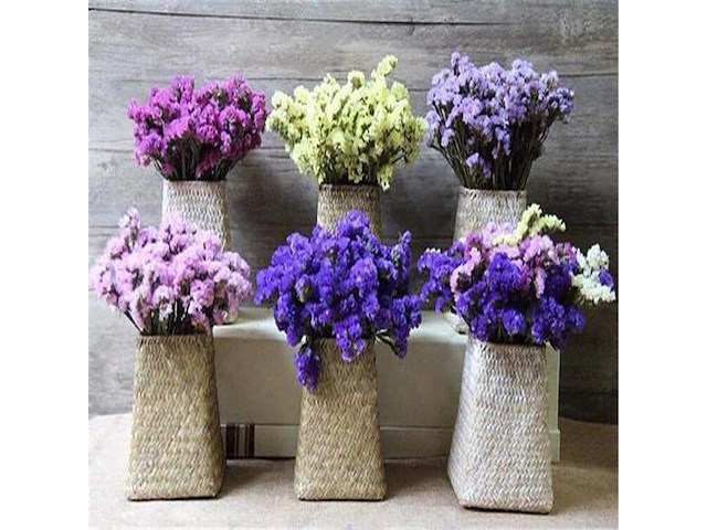 STATICE (Limonium sinuatum) MIX  -50 SEMENA