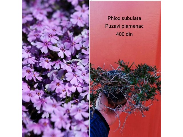 Plameni puzavac (Phlox subulata)