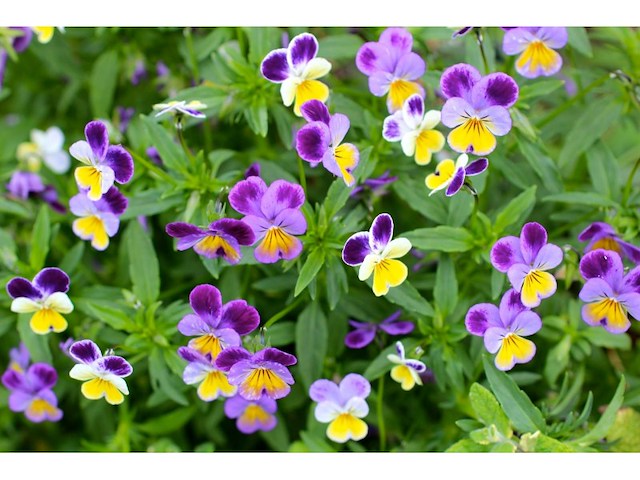 Dan i noć Mix (Viola tricolor) - 100 semena