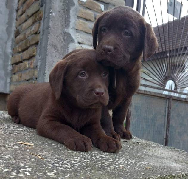Braon štenci Labrador Retriver-a