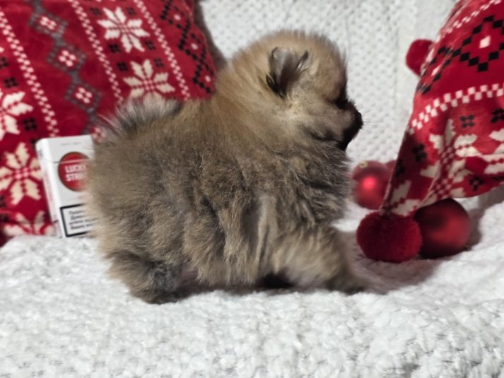 Pomeranac prelepi štenci