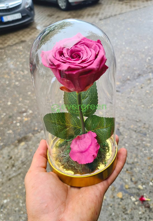 Večna Ruža U Staklu – 004 – Pink