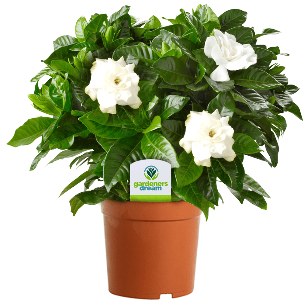 Gardenija – Gardenia Jasminoides