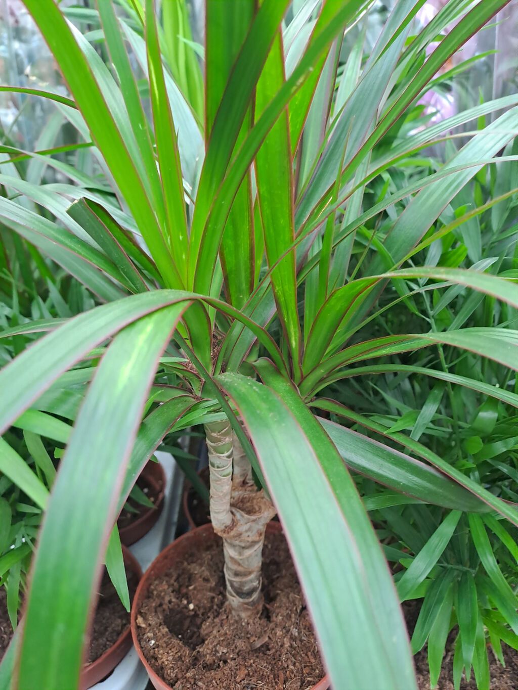 Dracena Marginata, Drvo Zivota sa prve slike je 800, Palma Shamadorea