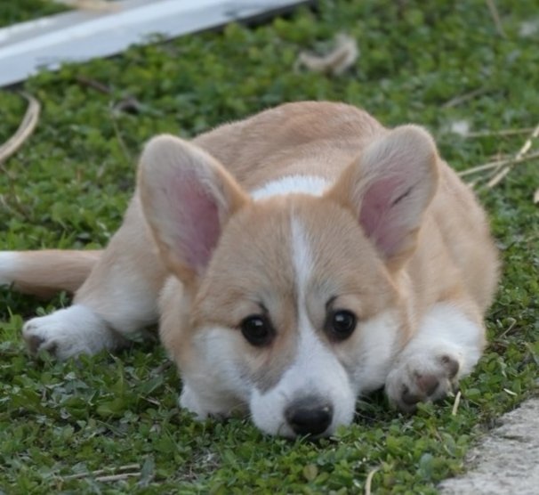 Velski korgi/Welsh Corgi Pembroke štenci