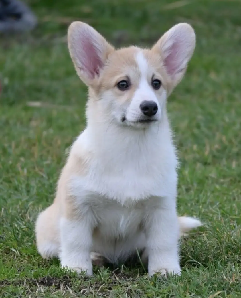 Velski korgi/Welsh Corgi Pembroke štenci