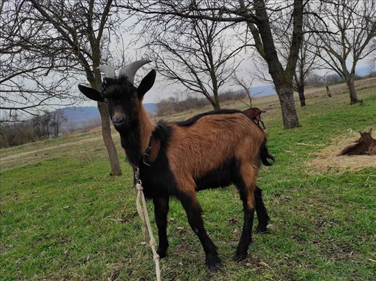 Jarac Alpina čista genetika