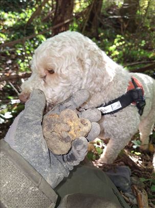 Lagote obuceni za tartufe