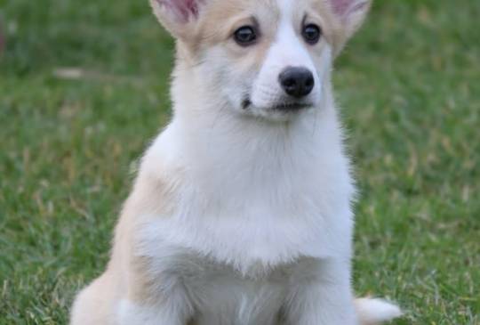 Velski Korgi/Welsh Corgi Pembroke Štenci