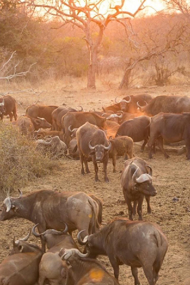 KAO DA SI MEDJU ZIVOTINJAMA A NE MEDJU LJUDIMA