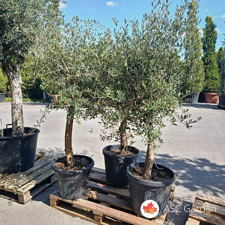 Olea europaea – maslina 150-210 cm