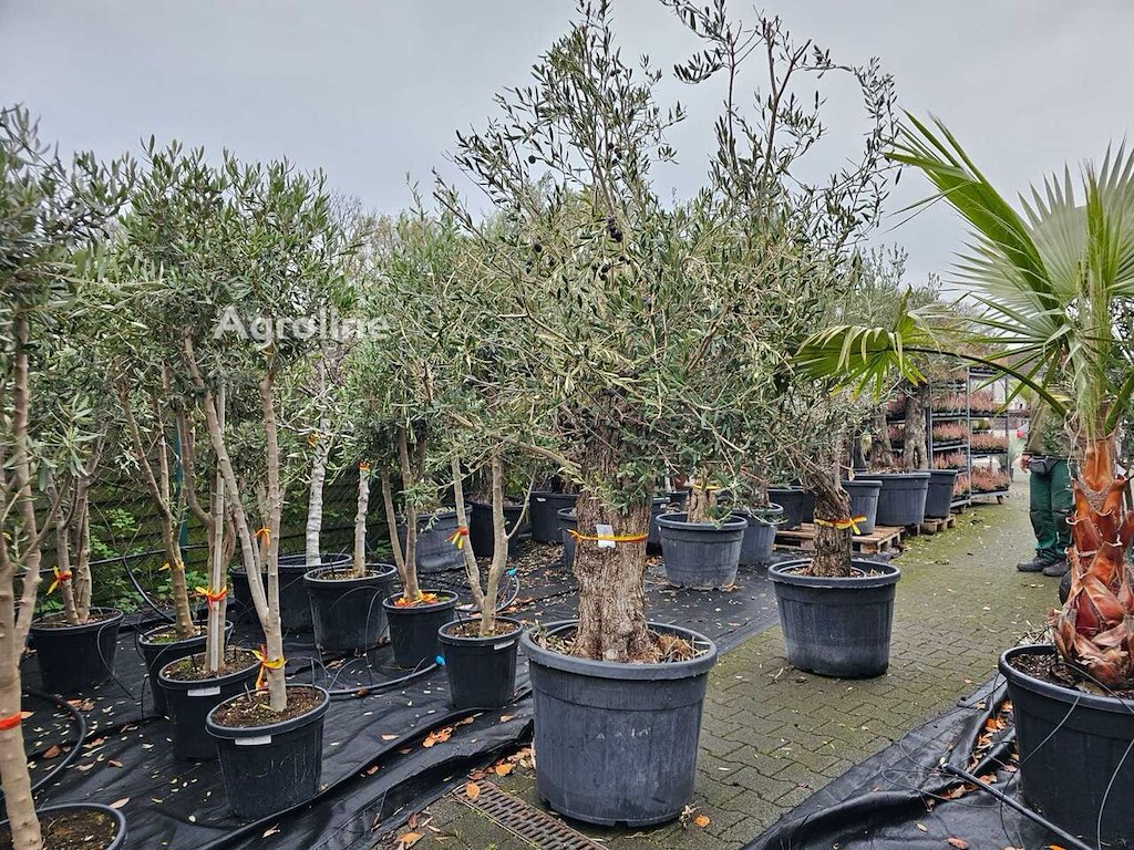 Prodaje se Solitär / Alter Baum mladicu ukrasnog grmlja na aukciji