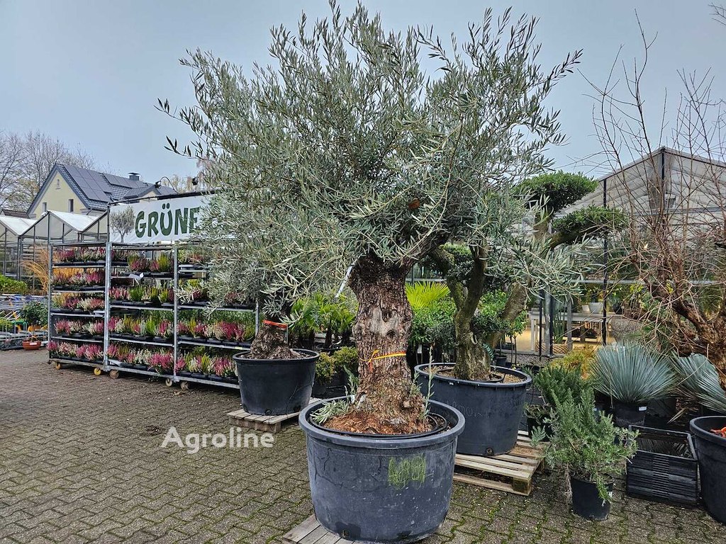 Prodaje se Bonsai / Solitär mladicu ukrasnog grmlja na aukciji