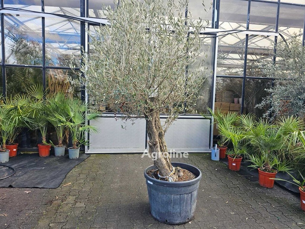 Prodaje se Bonsai-Stil / Solitär mladicu ukrasnog grmlja na aukciji