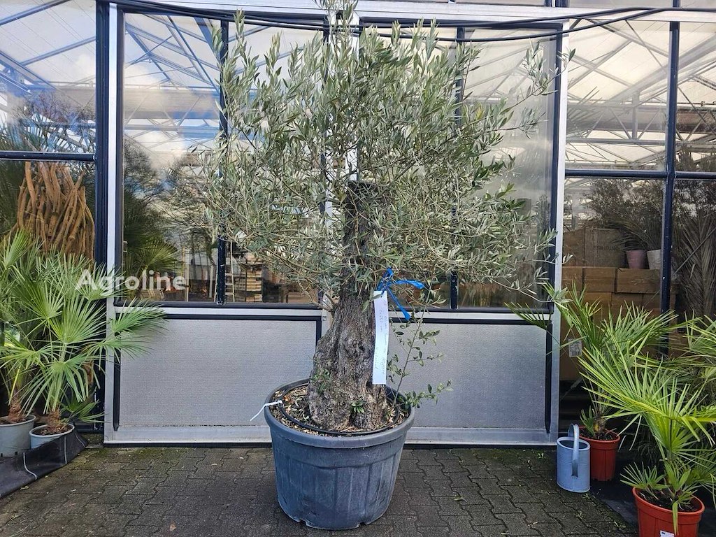 Prodaje se Bonsai-Stil mladicu ukrasnog grmlja na aukciji