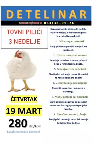 Tovni pilici tri nedelje starosti