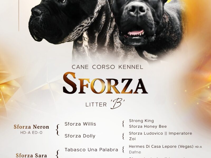 Cane Corso štenci