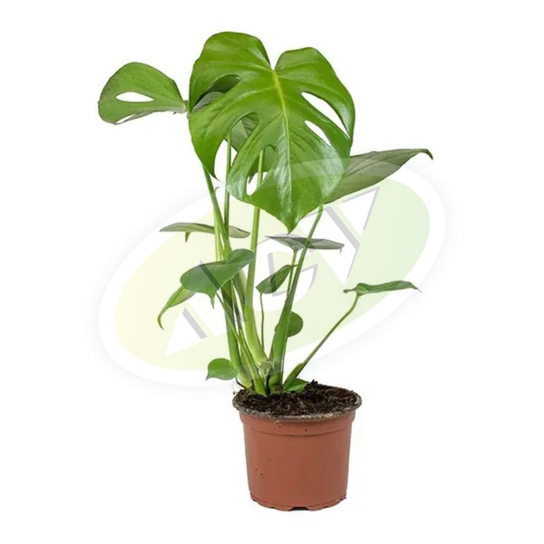 MONSTERA U SAKSIJI