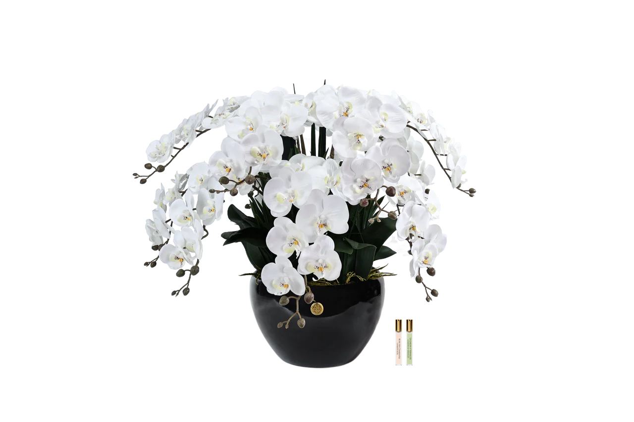 Cote Noire Luxury Giant Orchid White – Difuzer